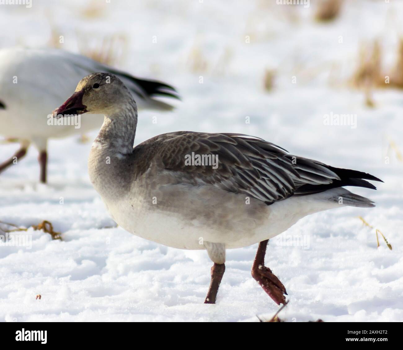 Migrating snow goose eating grass in in the snow, in Delta, British ...