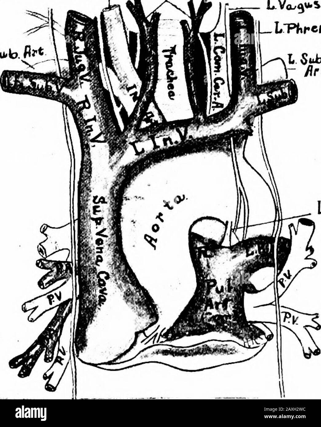 A manual of anatomy . Fig 180.—Superficial veins of the flexor aspectof ...