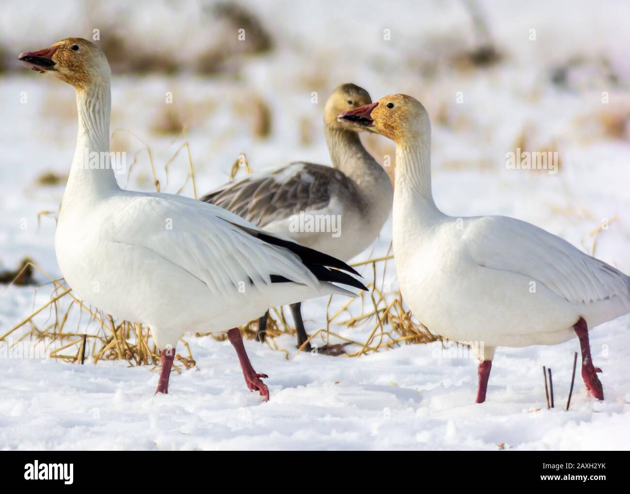 British wild life photos hi-res stock photography and images - Alamy