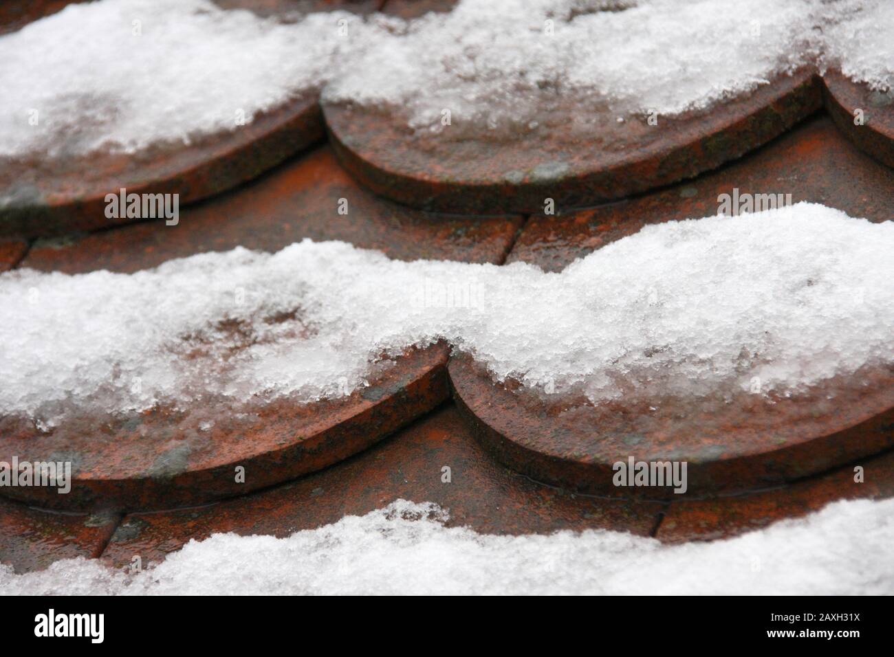 Beaver tail close up hi-res stock photography and images - Alamy