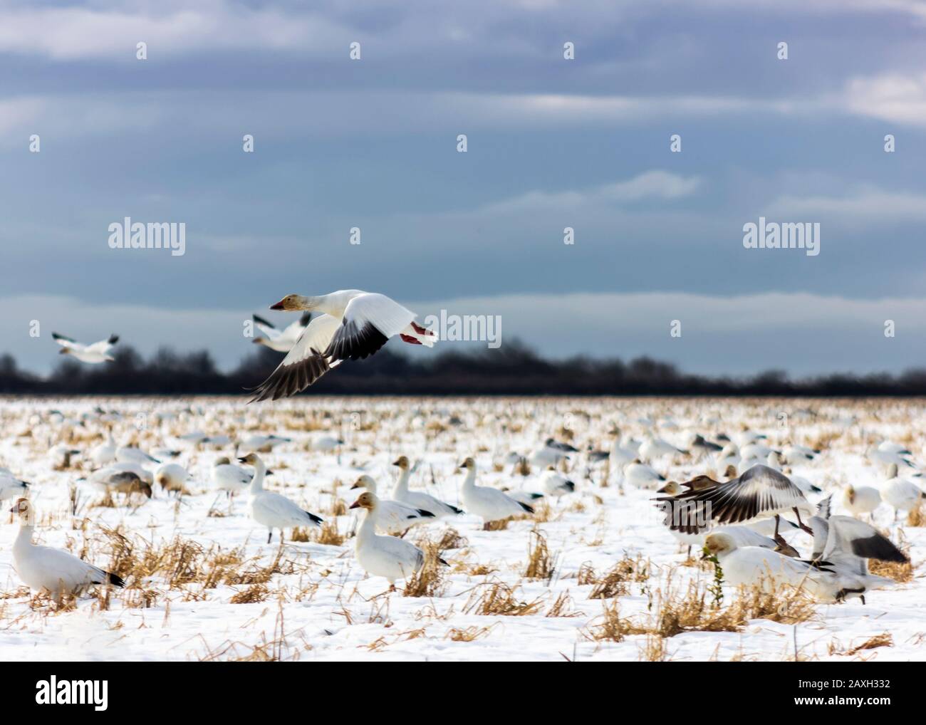 British wild life photos hi-res stock photography and images - Alamy