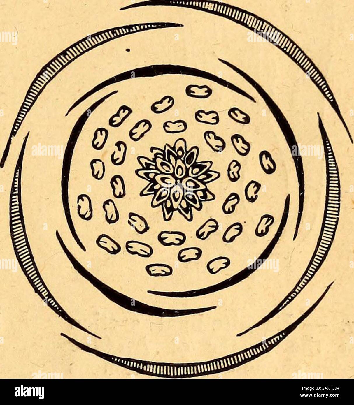 Text-book of structural and physiological botany . Fig. 205.^—Diagram ...