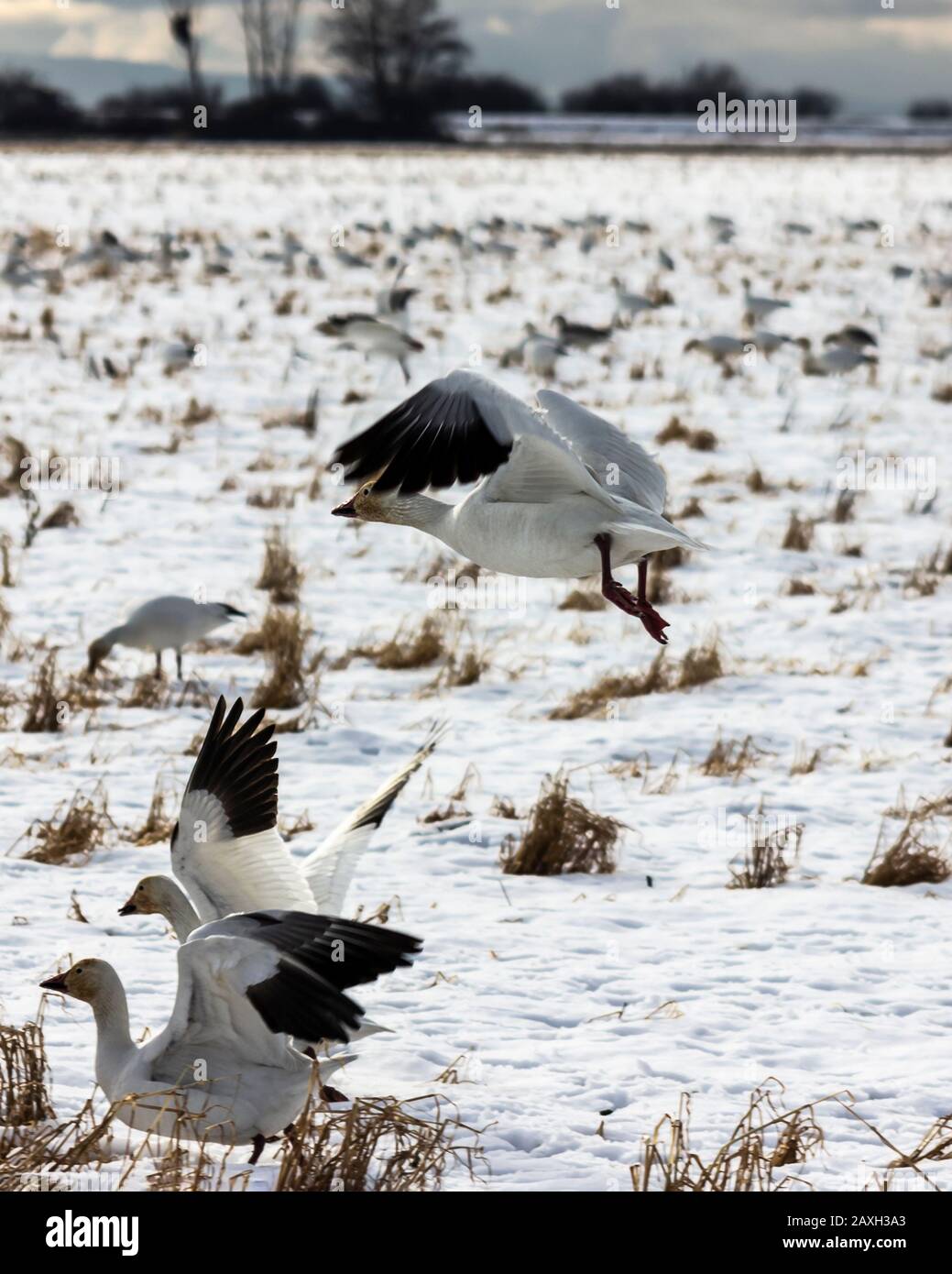 Migrating snow geese flying over snowy fields, in Delta, British ...