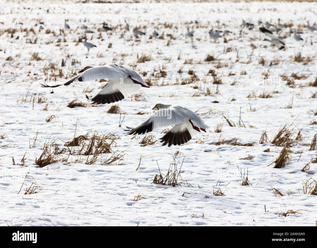 Migrating snow geese flying over snowy fields, in Delta, British ...