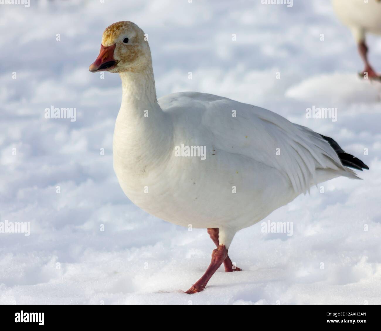 Migrating snow goose eating grass in in the snow, in Delta, British ...