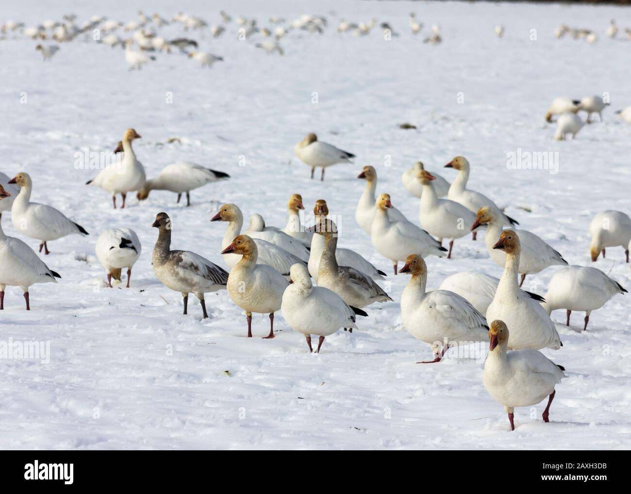 Migrating snow geese eating grass in in the snow, in Delta, British ...
