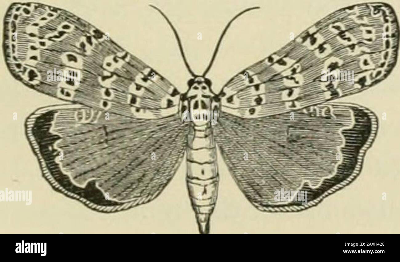 Scarlet fu hi-res stock photography and images - Alamy