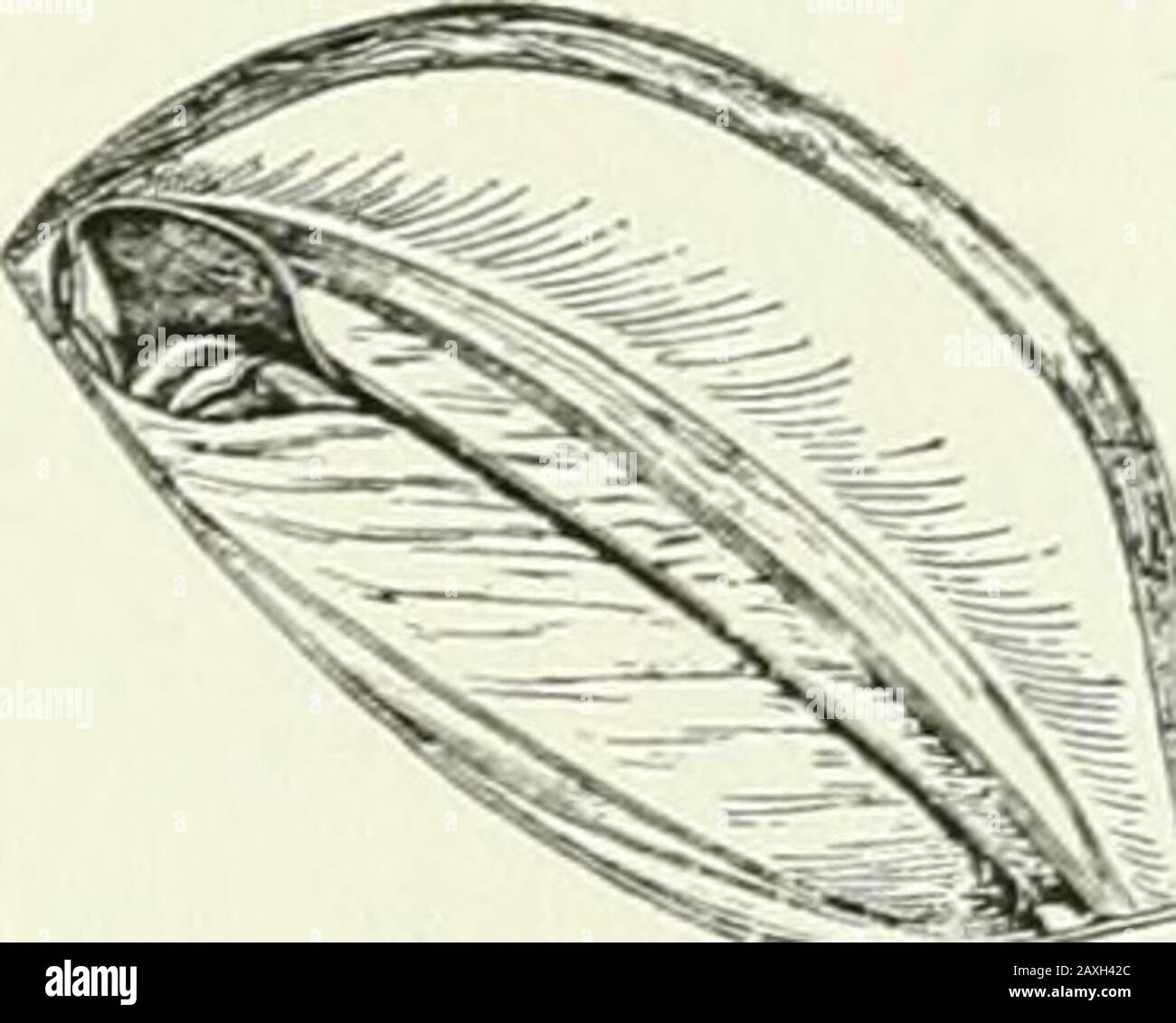 Annals of surgery . m/ Fig. 5—Incision of posterior wall of inguinal ...