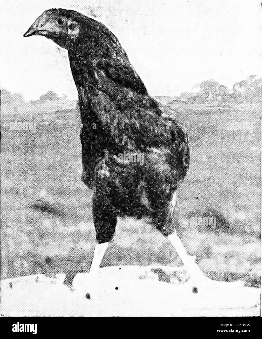 Inbreeding Poultry