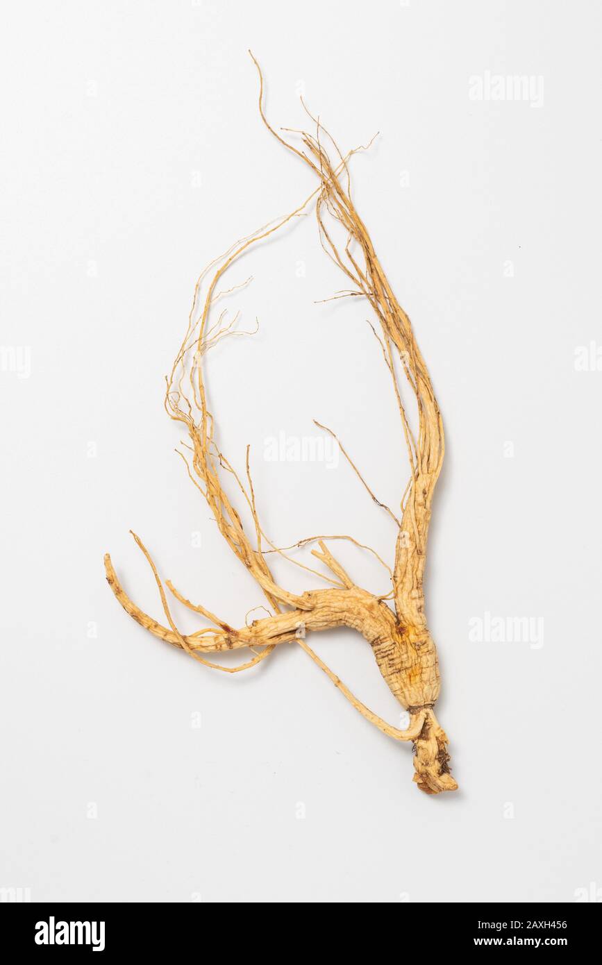Natural Chinese Ginseng on white background Stock Photo - Alamy