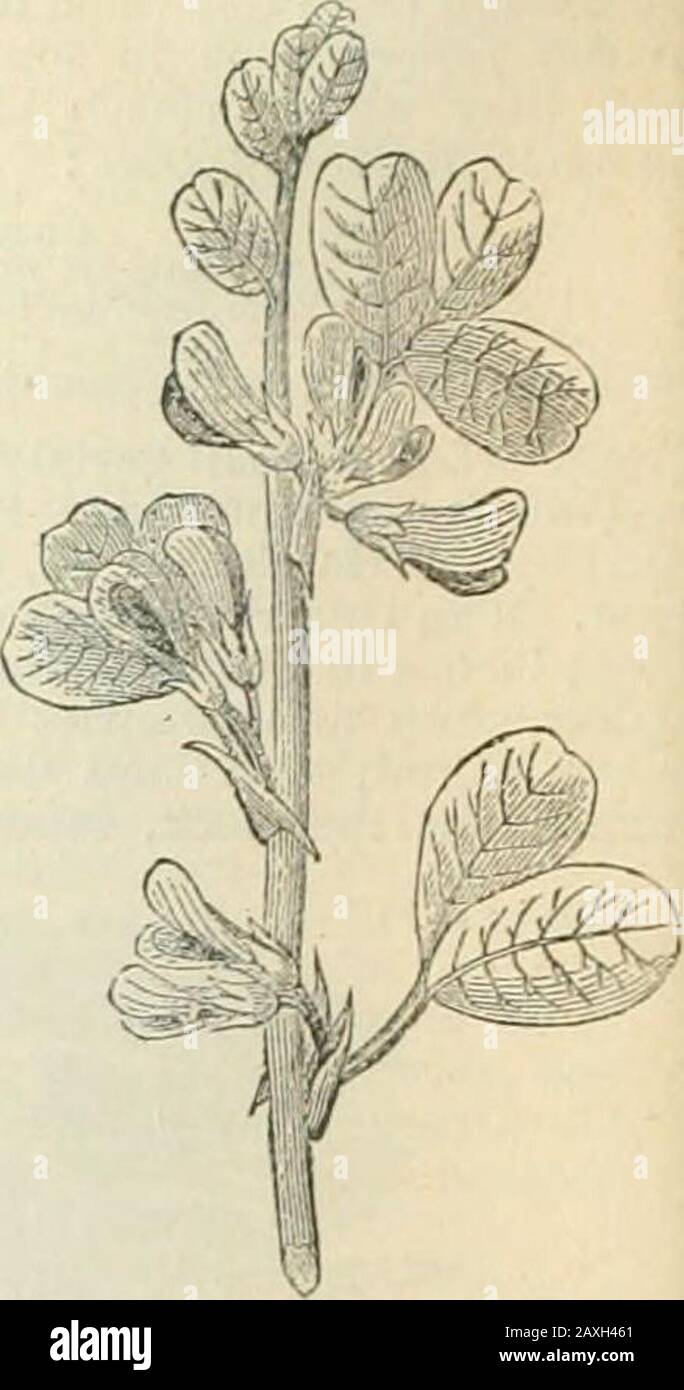 Angular stem hi-res stock photography and images - Alamy