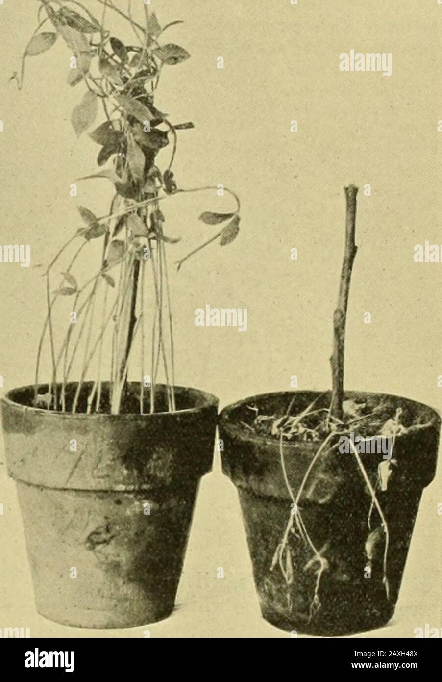 Root nodules leguminous hi-res stock photography and images - Alamy