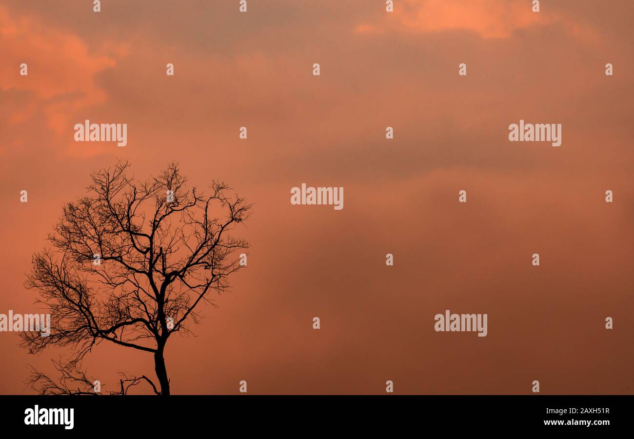 Silhouette dead tree on orange sunset sky and clouds. Sad, death, and ...
