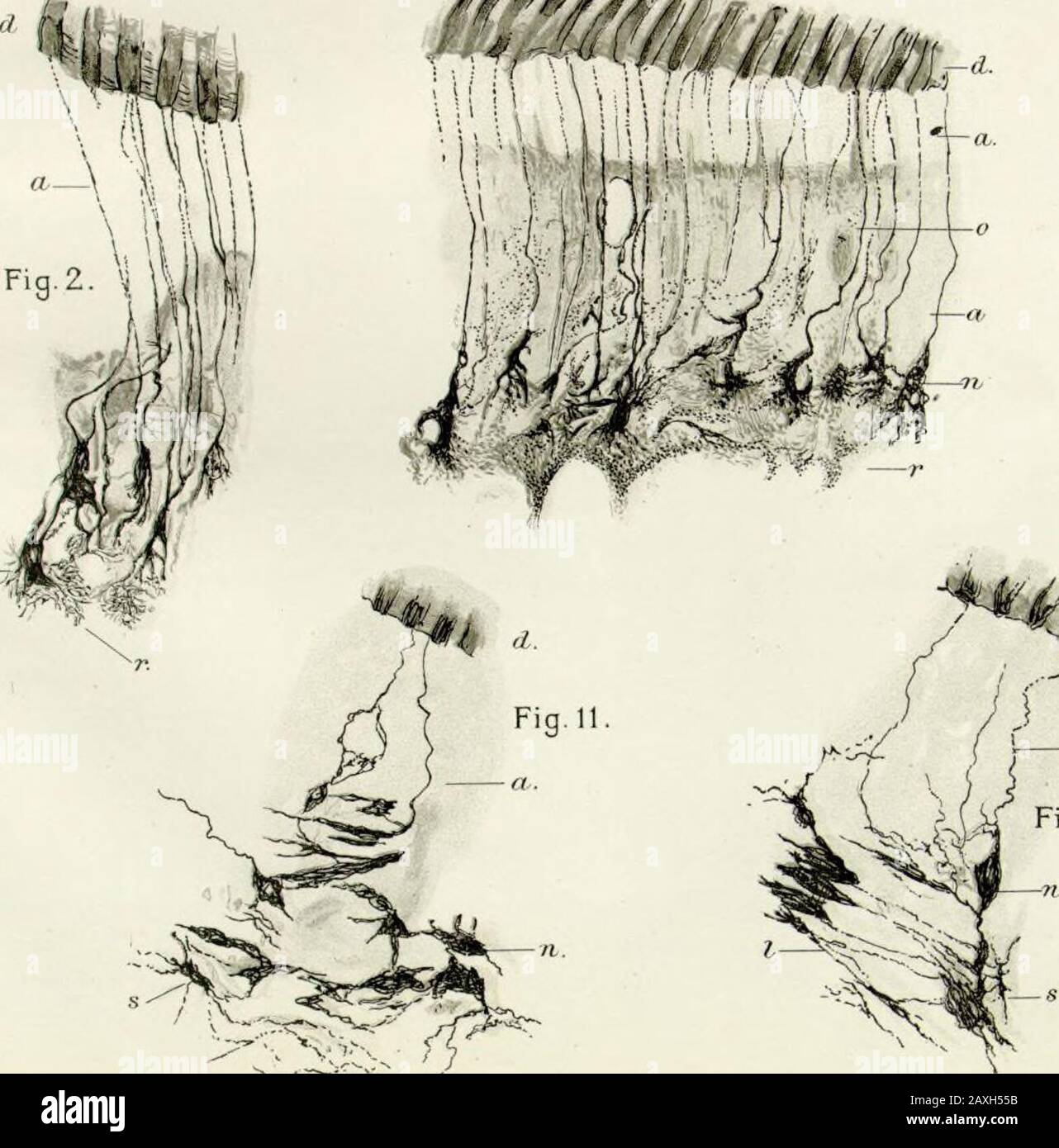 On Nerve-End Cells in the Dental Pulp . Fin. 9. Fig. 6