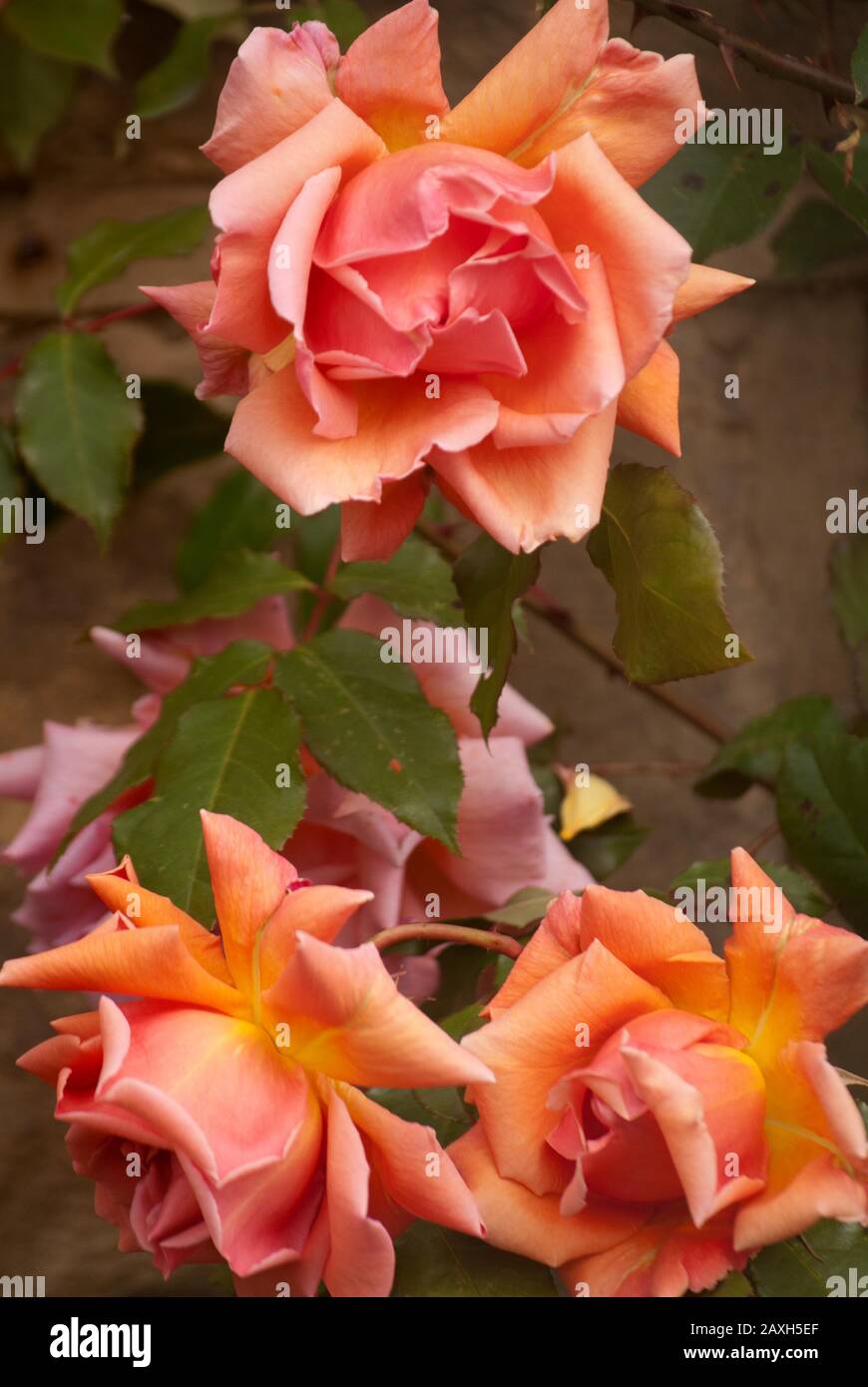 Peach coloured roses, Great Ayton, North Yorkshire Stock Photo - Alamy