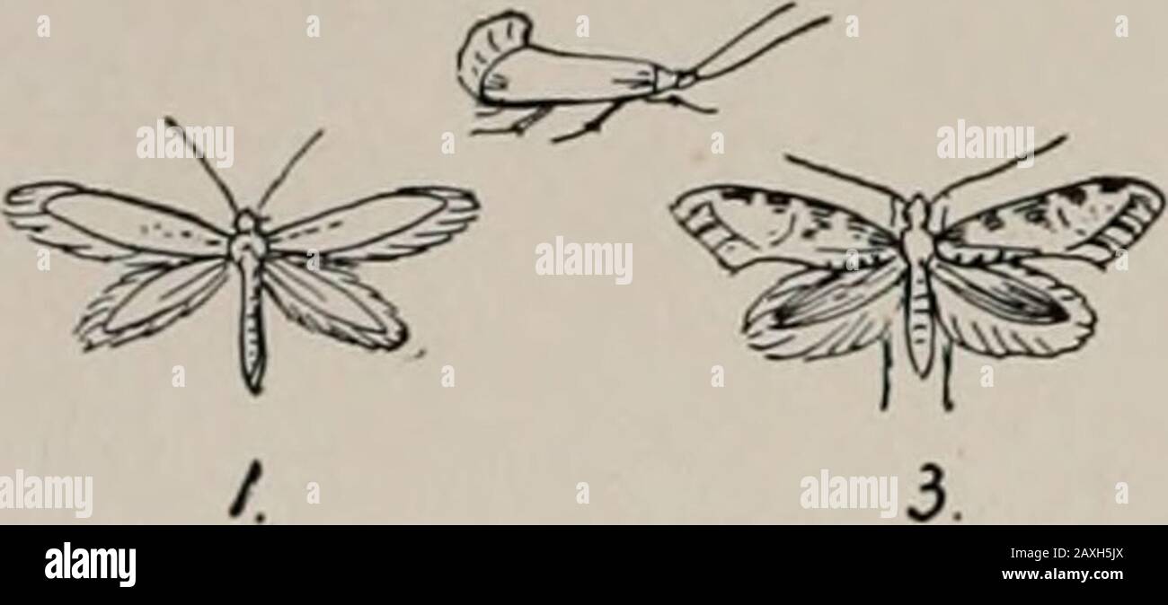 The night moths of New England, how to determine them readily . Af 61 ...