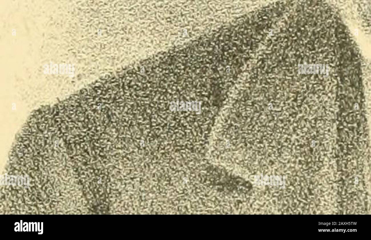 The history of a scoundrel hi-res stock photography and images - Alamy