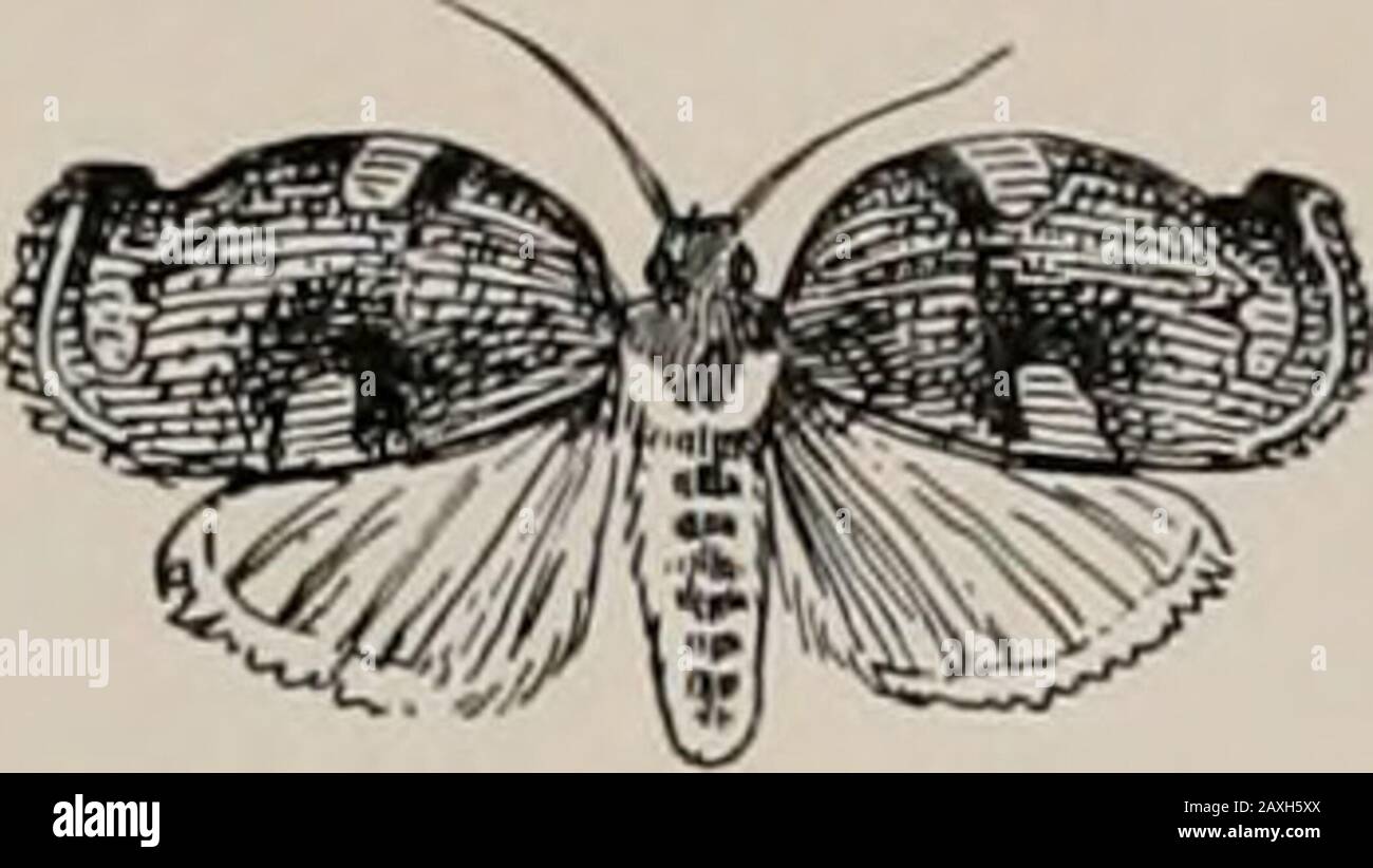 The night moths of New England, how to determine them readily . p /2 ...