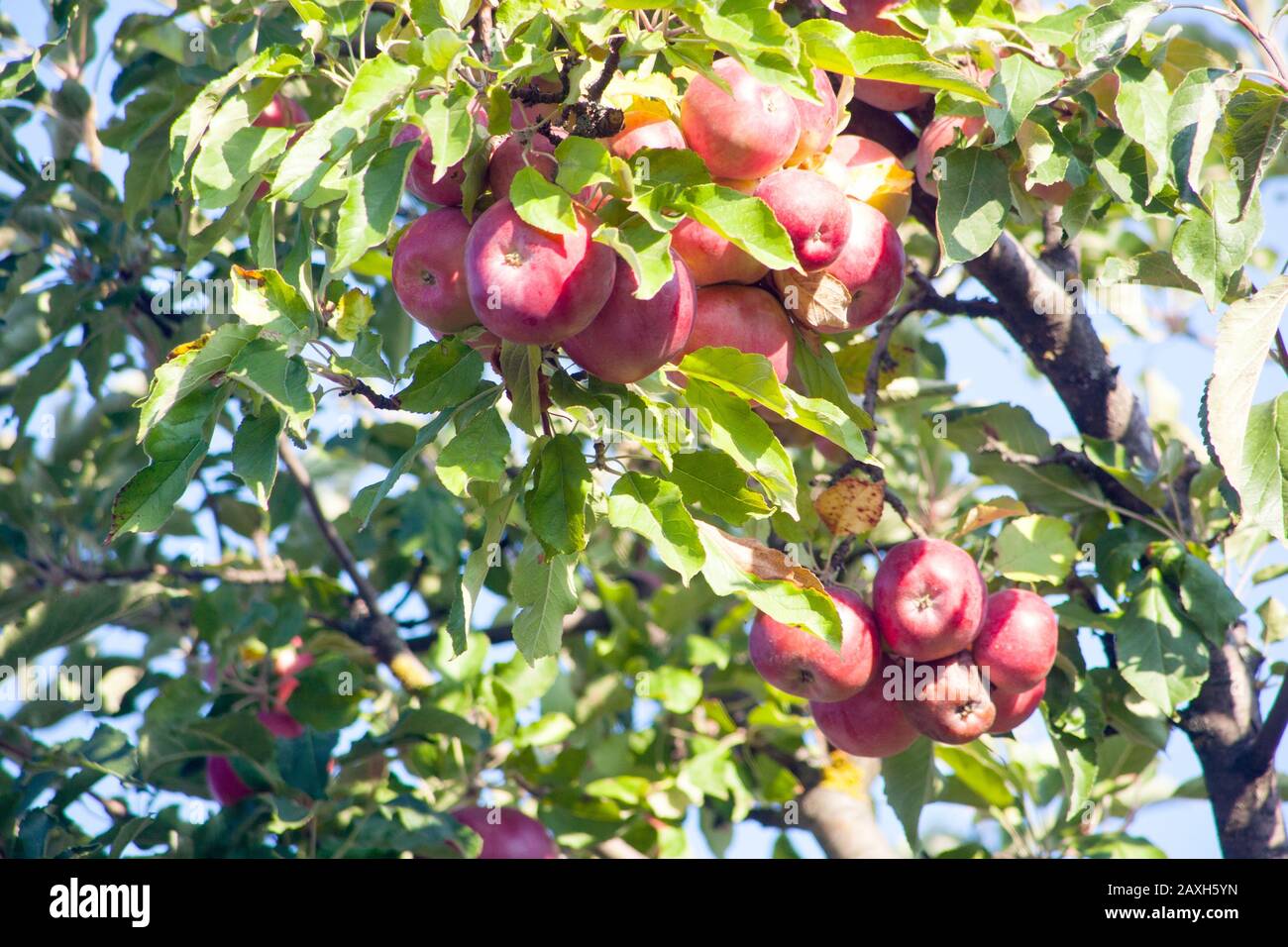 Ripe red Idared apples hang on a tree in the garden. Agricultural farm for growing apples ...
