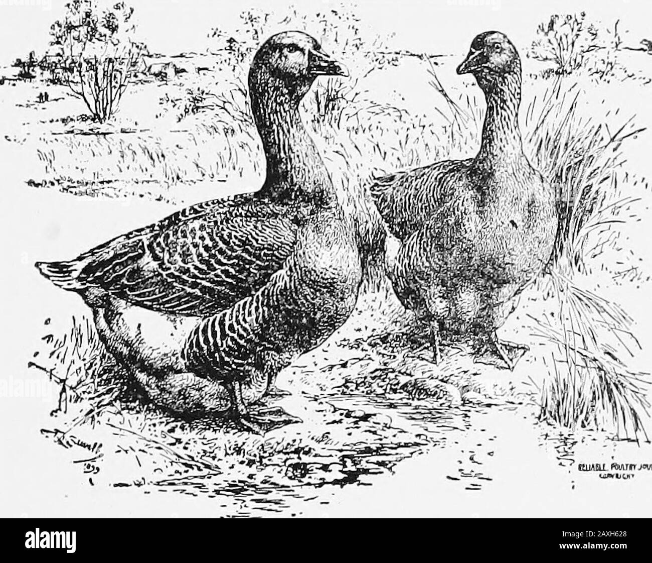 Geese Breeds For Egg Production