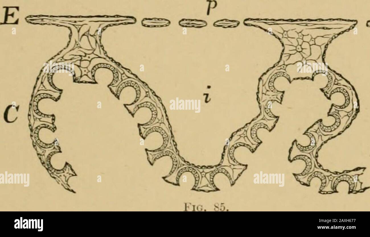 The porifera and coelentera . , on the one hand, by furtherfolding of ...