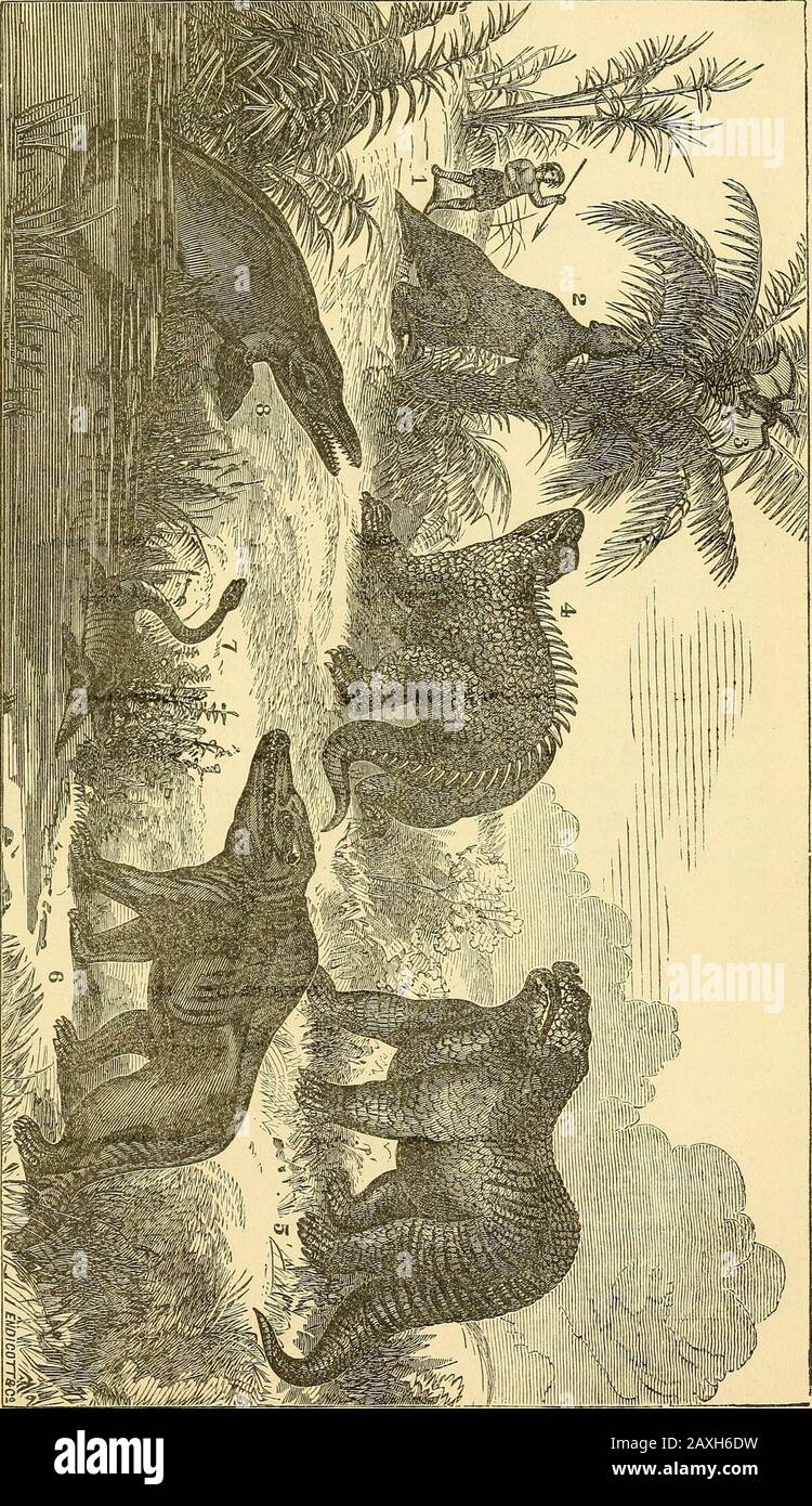 Antediluvian animals hi-res stock photography and images - Alamy