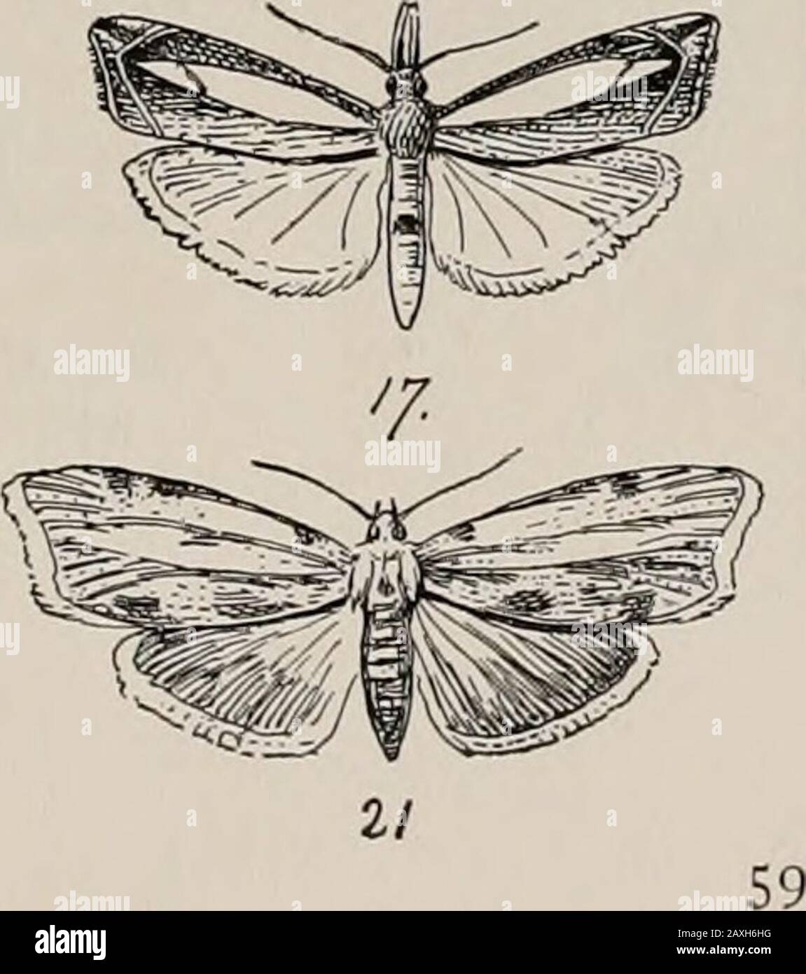 The night moths of New England, how to determine them readily . 13 ...