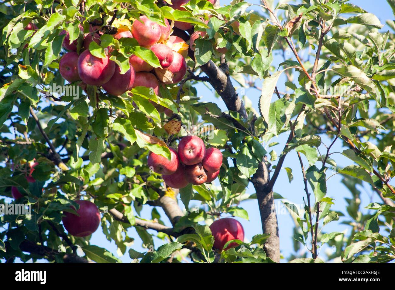 Ripe red Idared apples hang on a tree in the garden. Agricultural farm ...