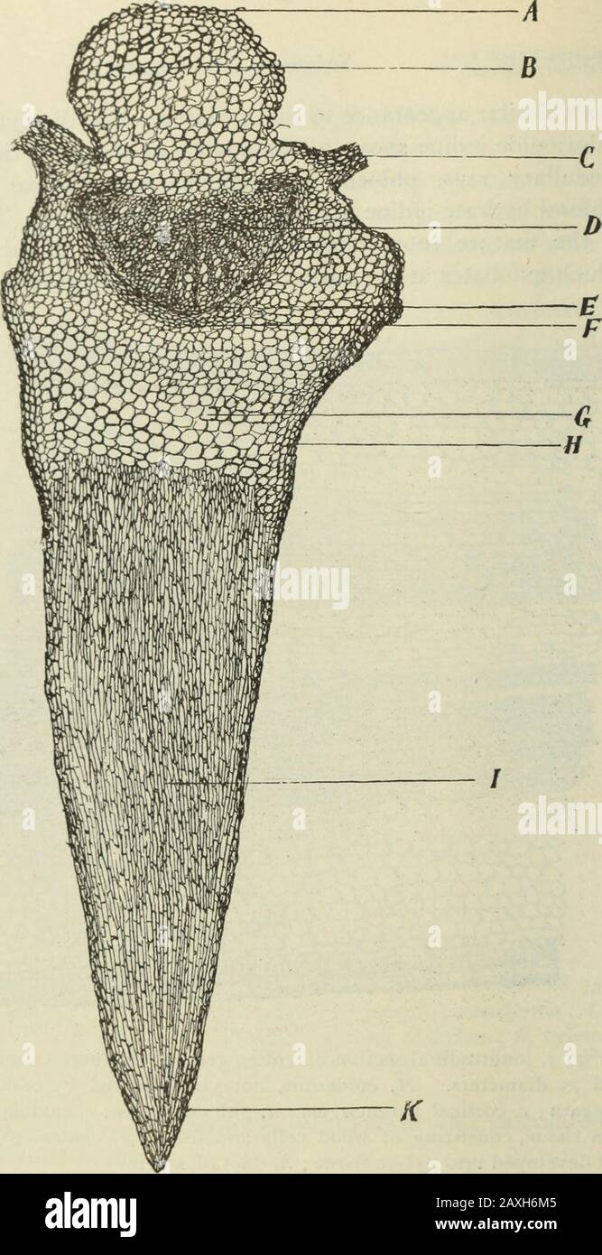 Longitudinal section of xylem tissue hi-res stock photography and ...