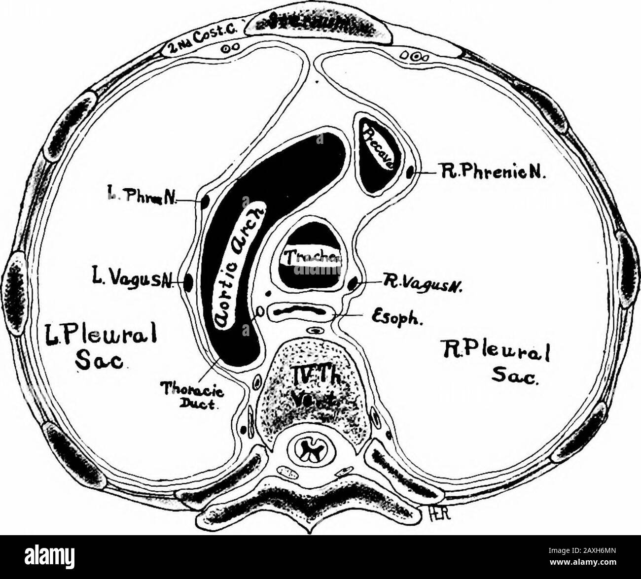 Suprascapular hi-res stock photography and images - Alamy