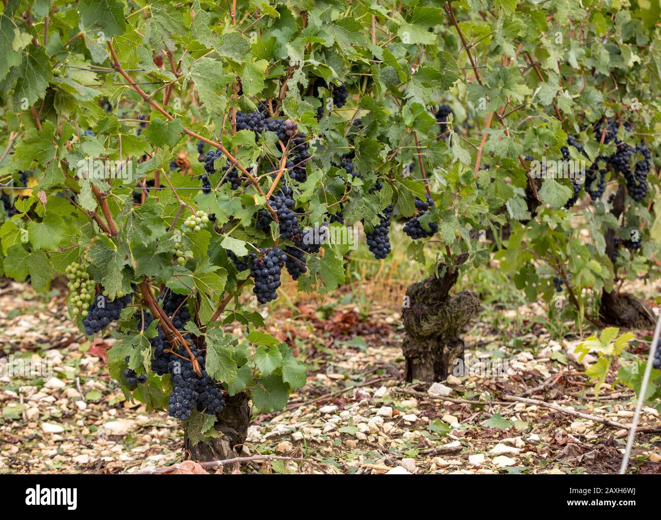 Champagne vineyards in the Cote des Bar area of the Aube department ...