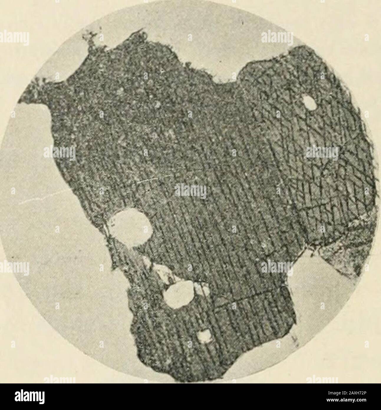 Amphibole Microscope