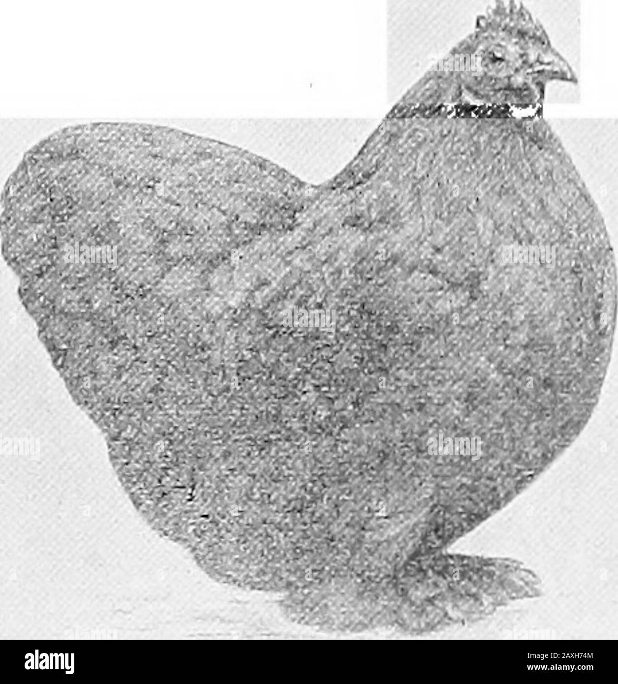 Silver sebright bantams hi-res stock photography and images - Alamy