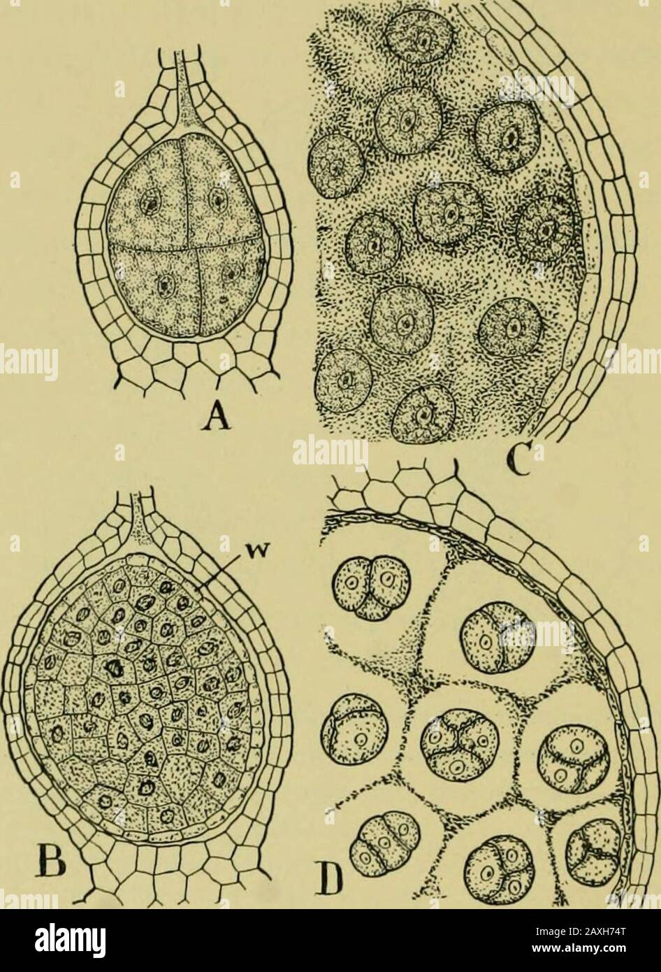 Globular algae hi-res stock photography and images - Alamy