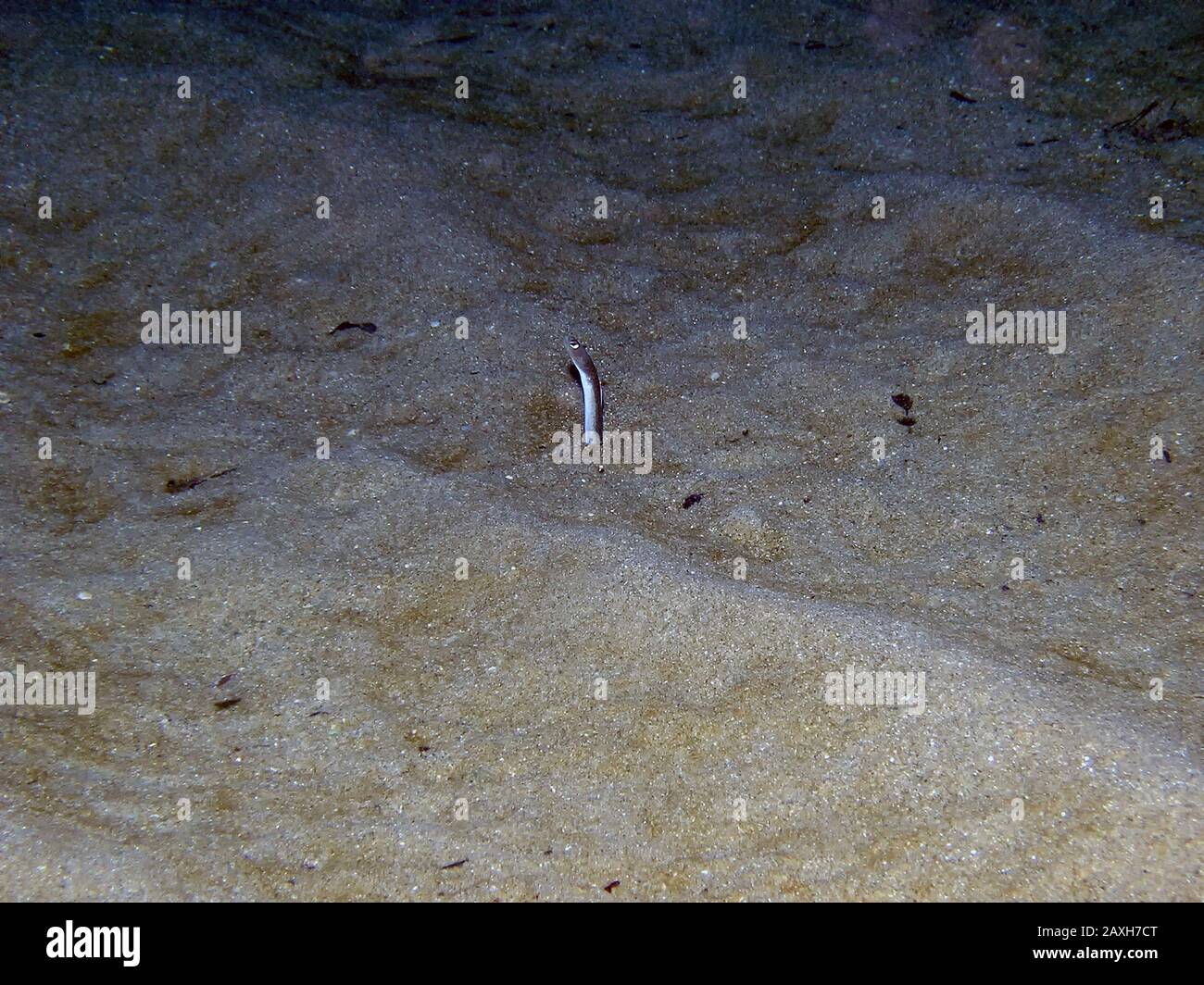 Brown Garden Eels (Heteroconger longissimus Stock Photo - Alamy