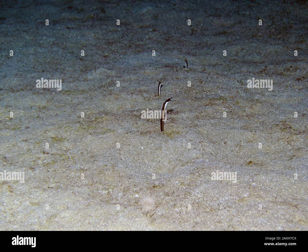 Brown Garden Eels (Heteroconger longissimus Stock Photo - Alamy