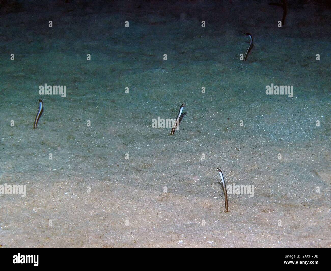 Brown Garden Eels (Heteroconger longissimus Stock Photo - Alamy