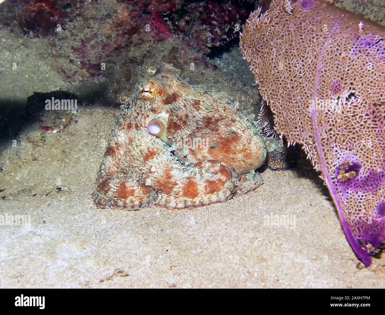 Caribbean Reef Octopus (Octopus briareus Stock Photo - Alamy