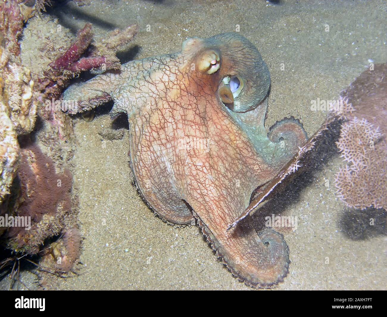 Caribbean Reef Octopus (Octopus briareus Stock Photo - Alamy