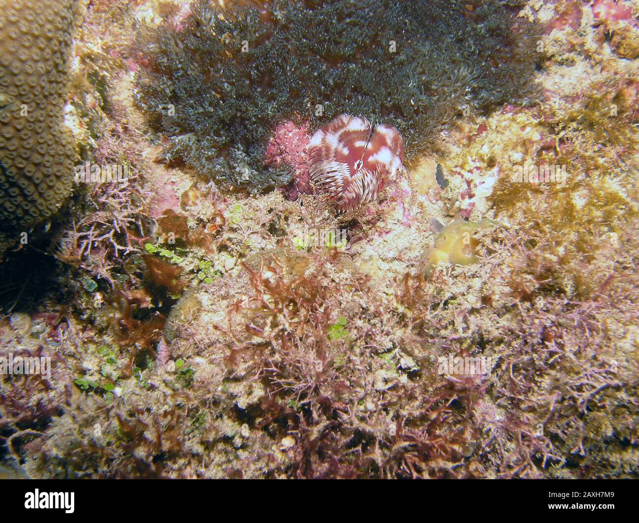 Fan Tube Worm (Sabella sp Stock Photo - Alamy