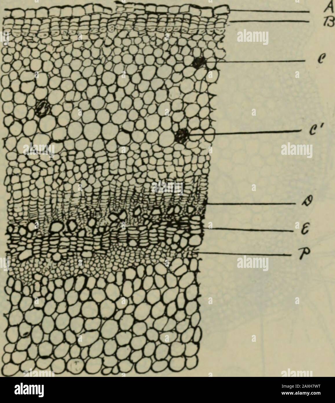 Phloem longitudinal section hi-res stock photography and images - Alamy