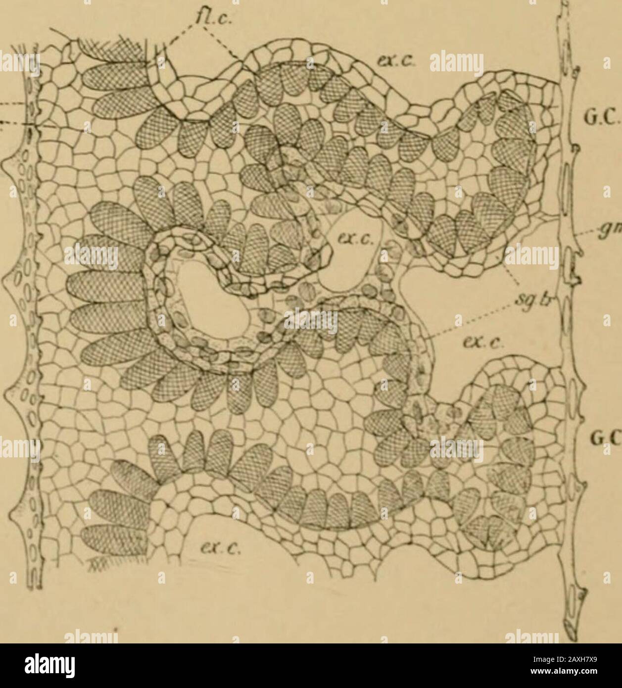 The porifera and coelentera . sd tn Fio. 78. Section of tlie body wall ...
