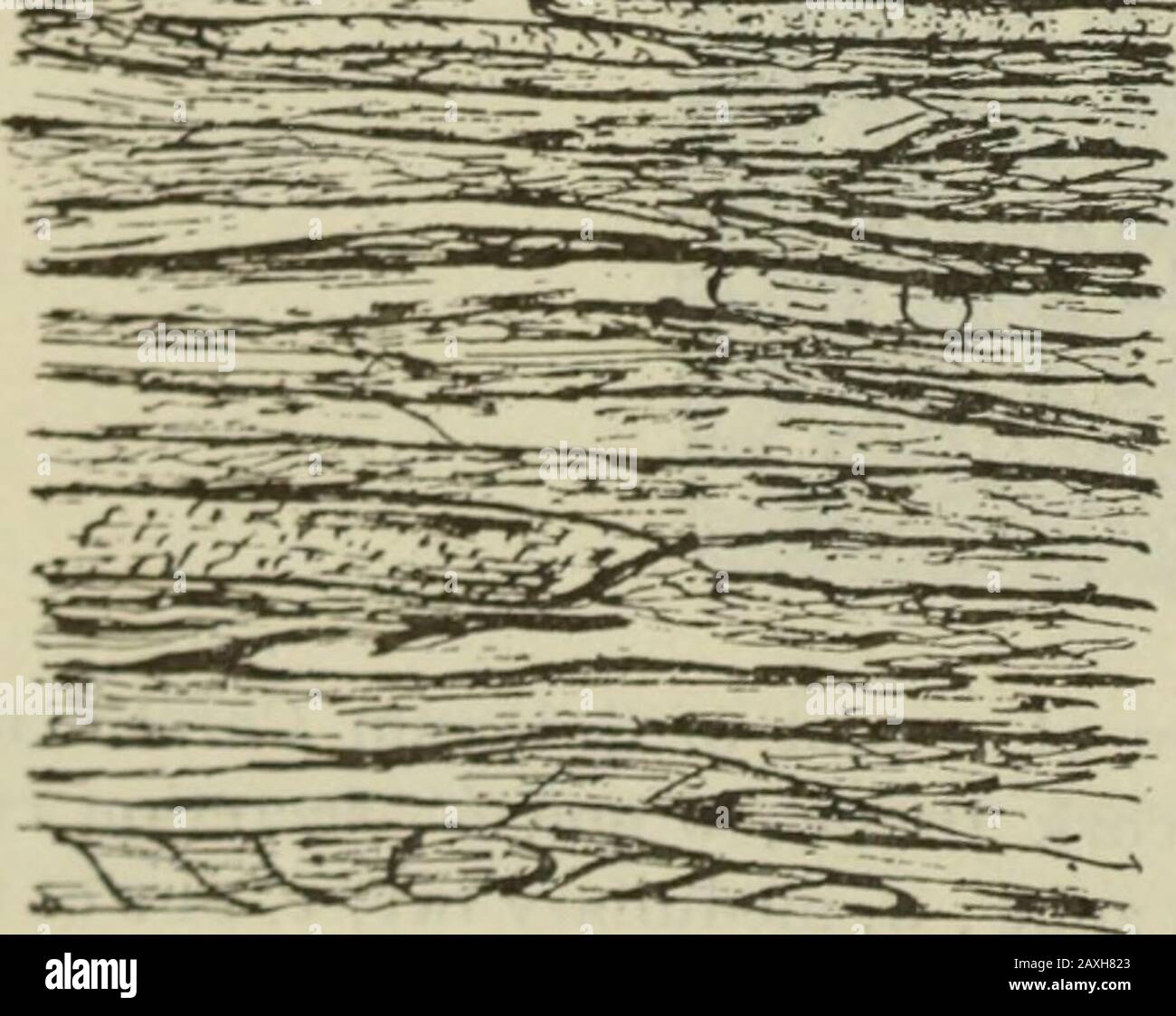 Longitudinal section phloem hi-res stock photography and images - Alamy