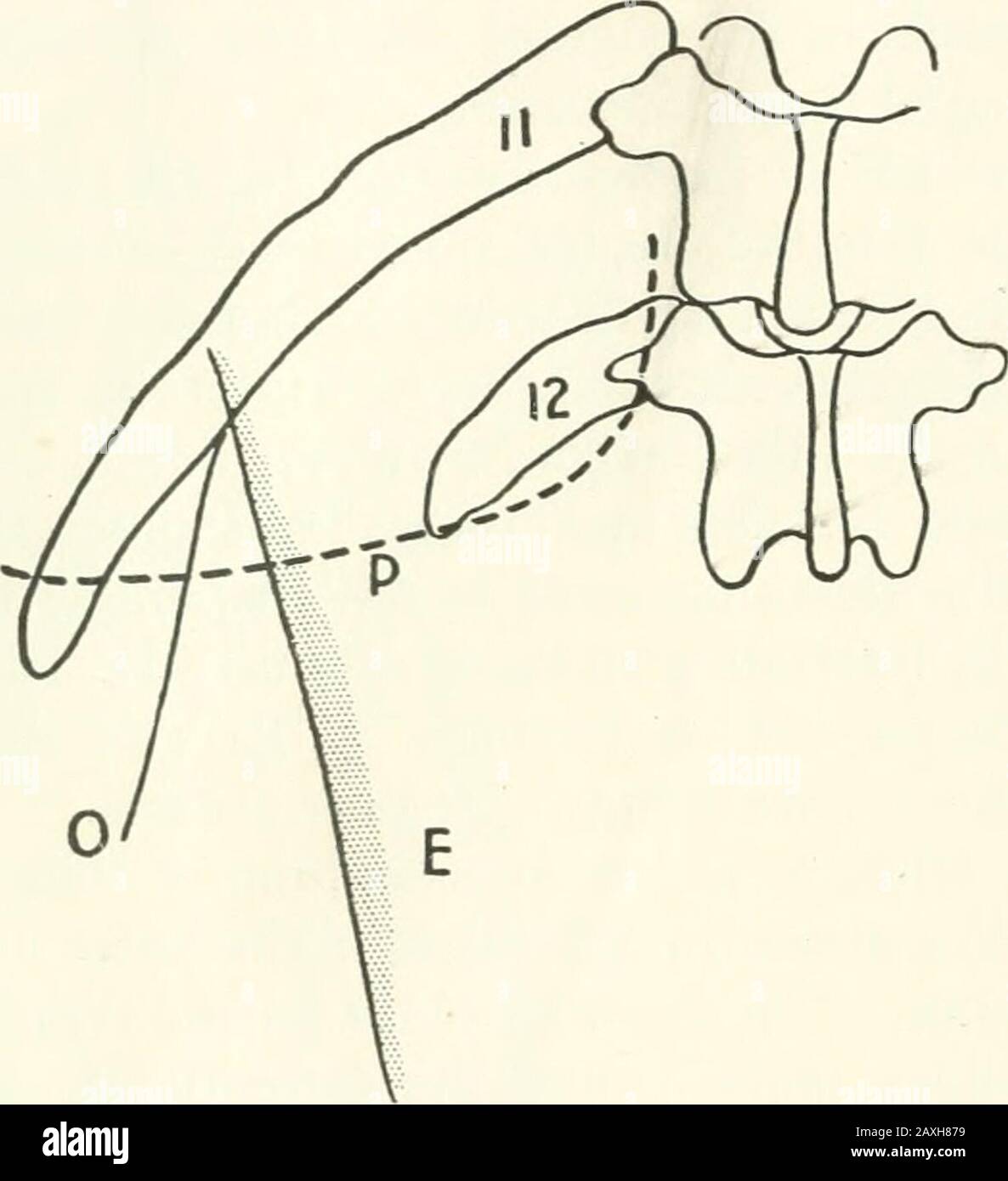 Annals of surgery . the importanceof counting the ribs from above ...