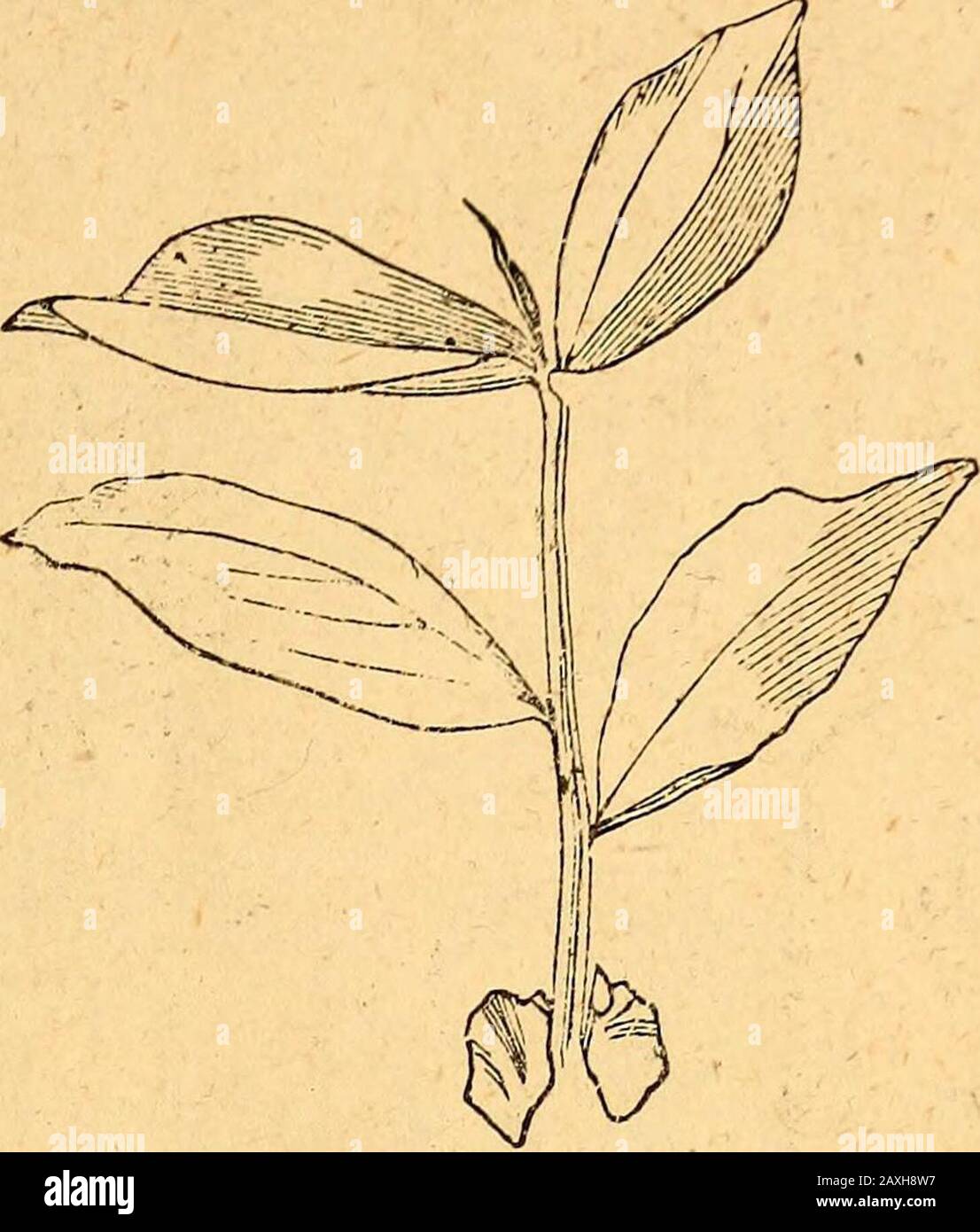 Pules hi-res stock photography and images - Alamy