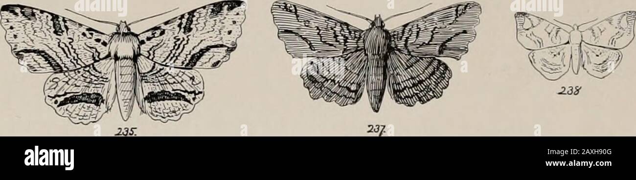 The night moths of New England, how to determine them readily . 23 ...