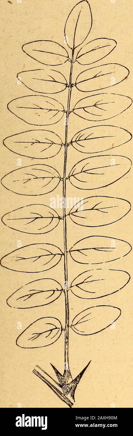 Stipules hi-res stock photography and images - Alamy