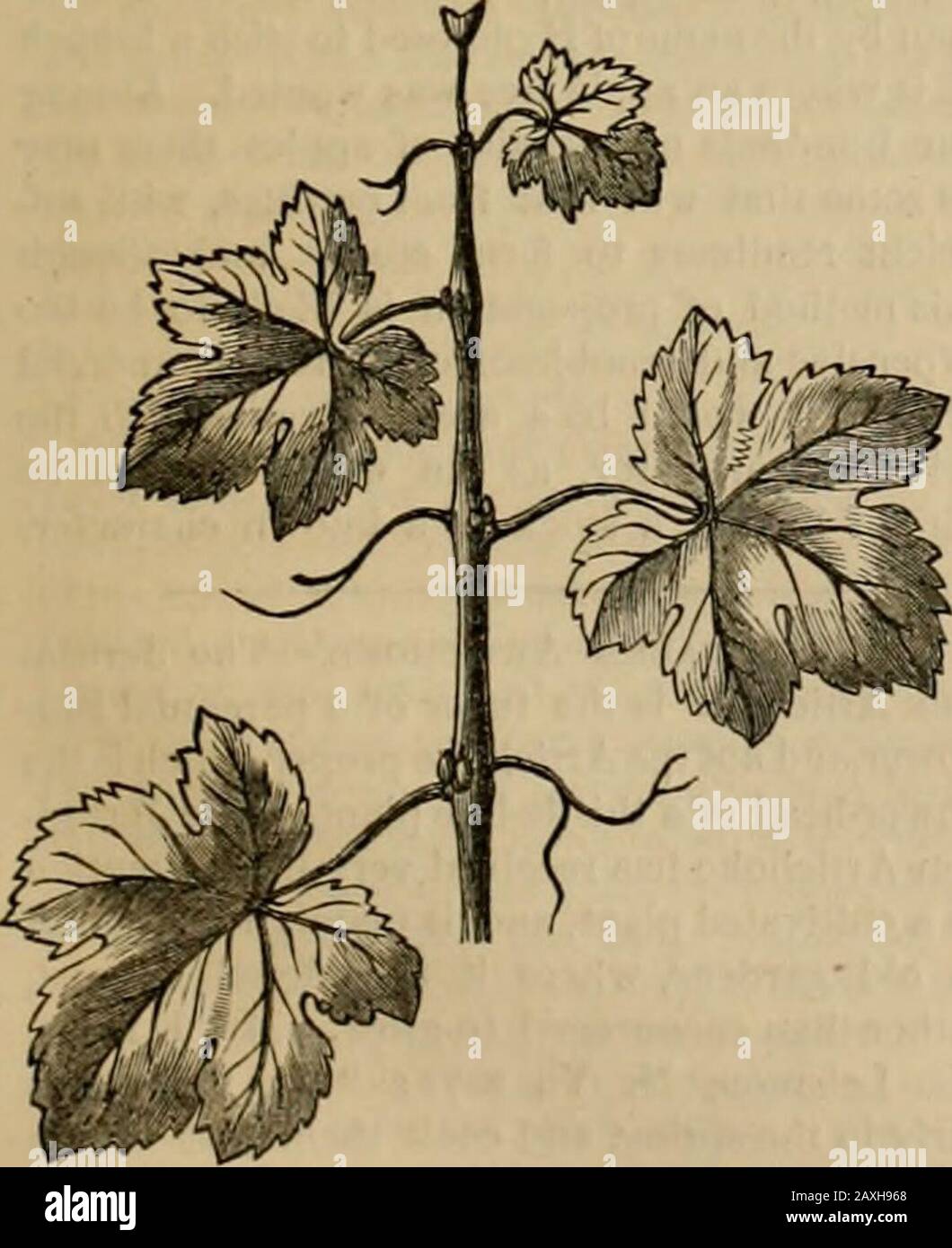 Thevine hi-res stock photography and images - Alamy