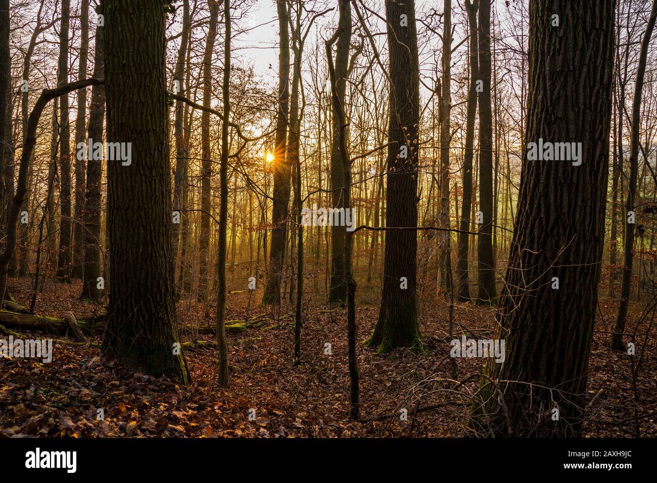 Light shining through trees hi-res stock photography and images - Alamy
