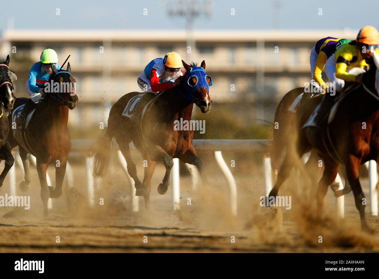 Chiba, Japan. 12th Feb, 2020. Mickaelle Michel Horse Racing : Funabashi ...